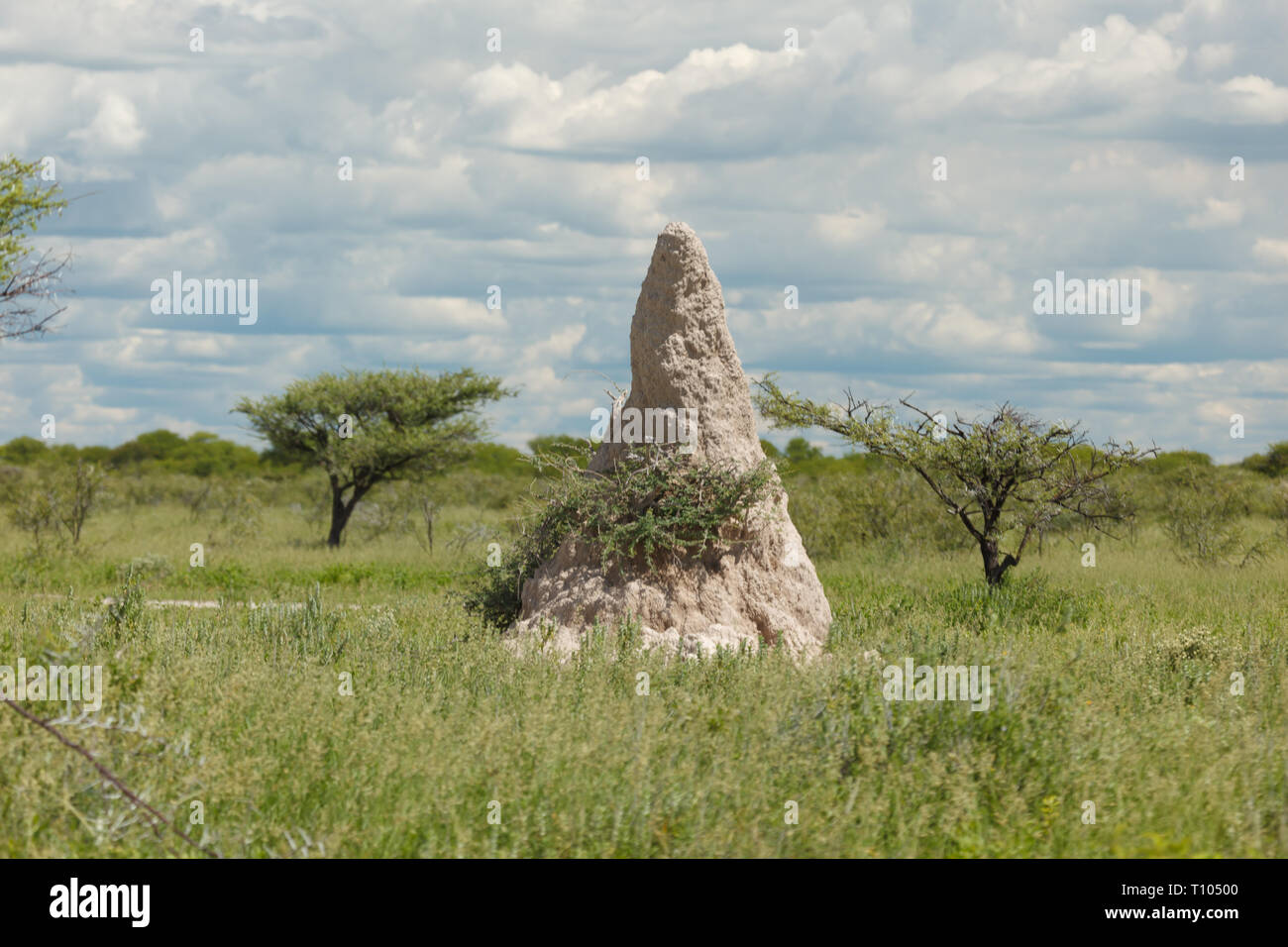 Megaponera analis matabele hi-res stock photography and images - Alamy