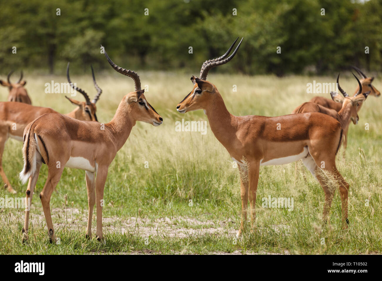 Side view of two Springbok gazelles facing each other with more behind ...