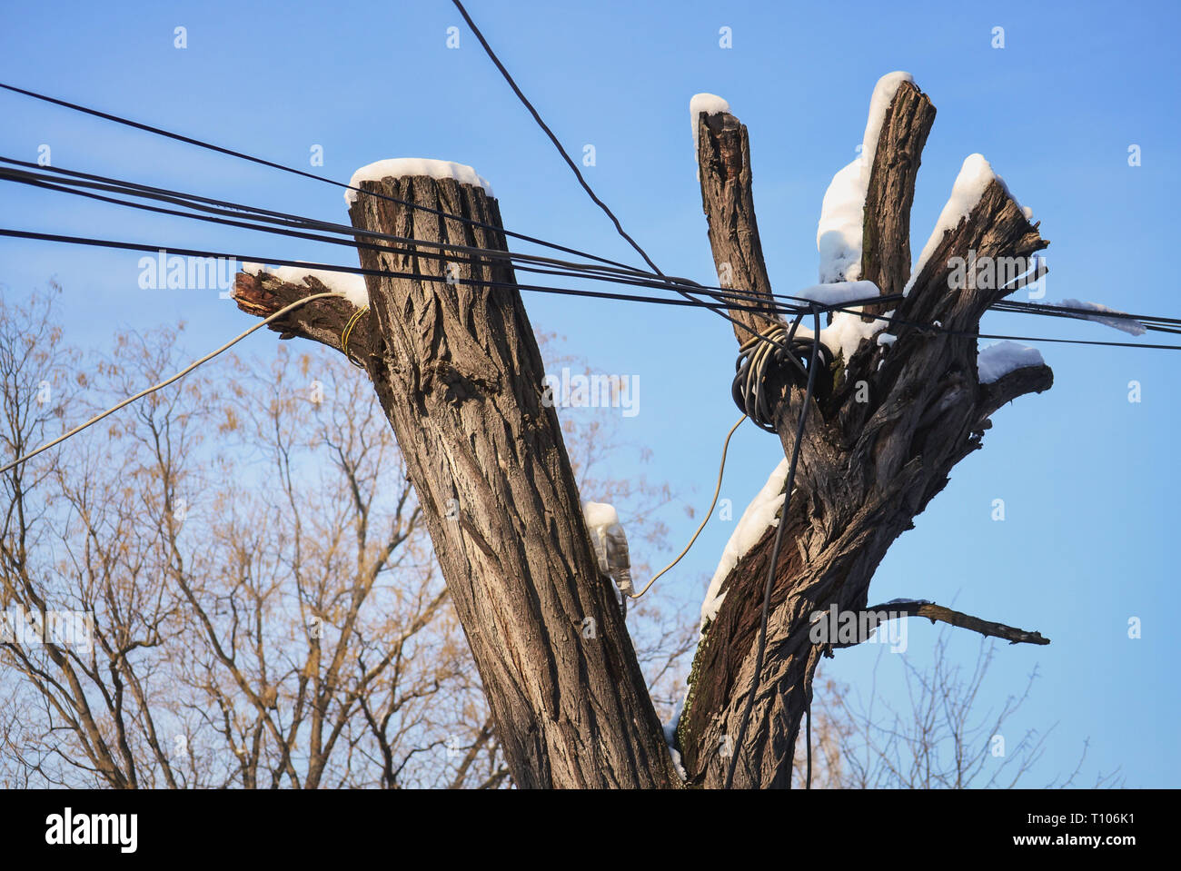 Cut tree and messy interlaced electric cables hanging on it Stock Photo ...