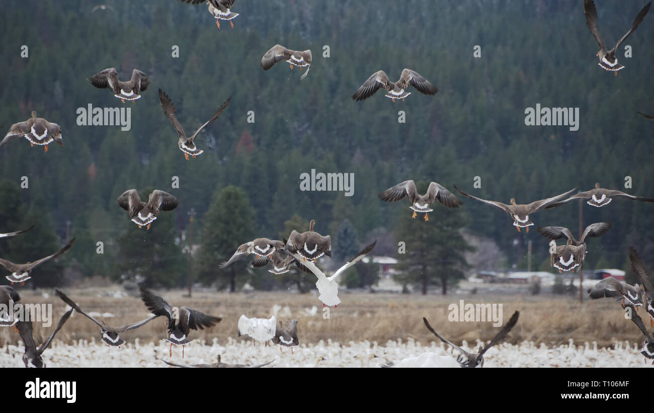 Flock of ducks taking off from a lake Stock Photo - Alamy