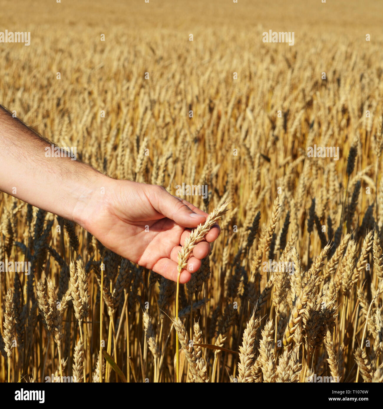 Human hands with wheat ears. Crop protection and care concept Stock ...
