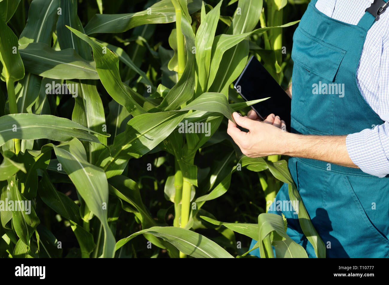 Farmer with tablet computer inspecting corn at field Stock Photo - Alamy