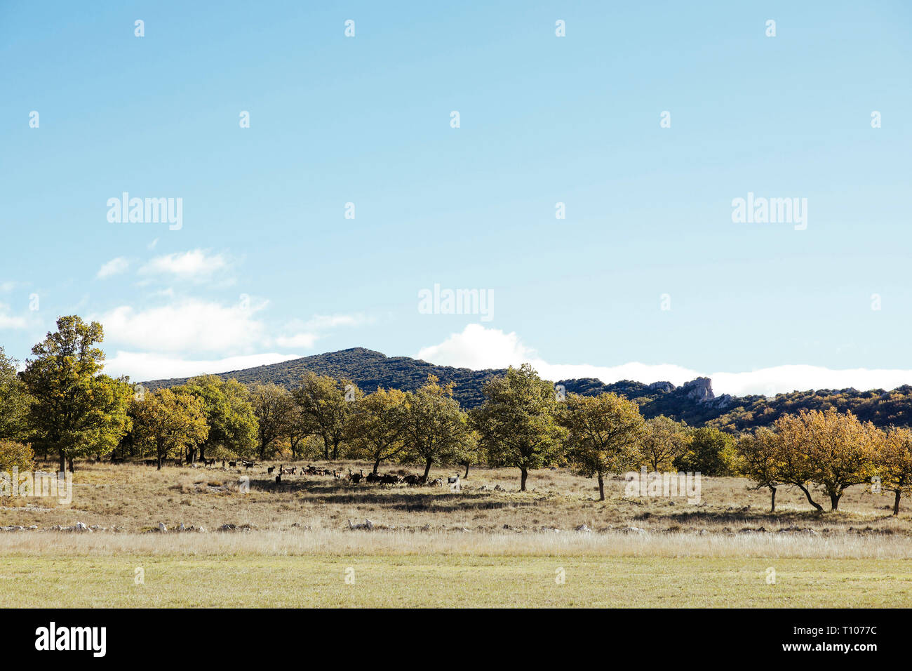 Pic Saint-Loup (south of France): landscape with garrigue, herd of ...