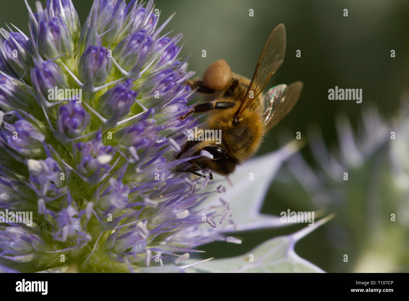 Honey bees on sea holly hi-res stock photography and images - Alamy