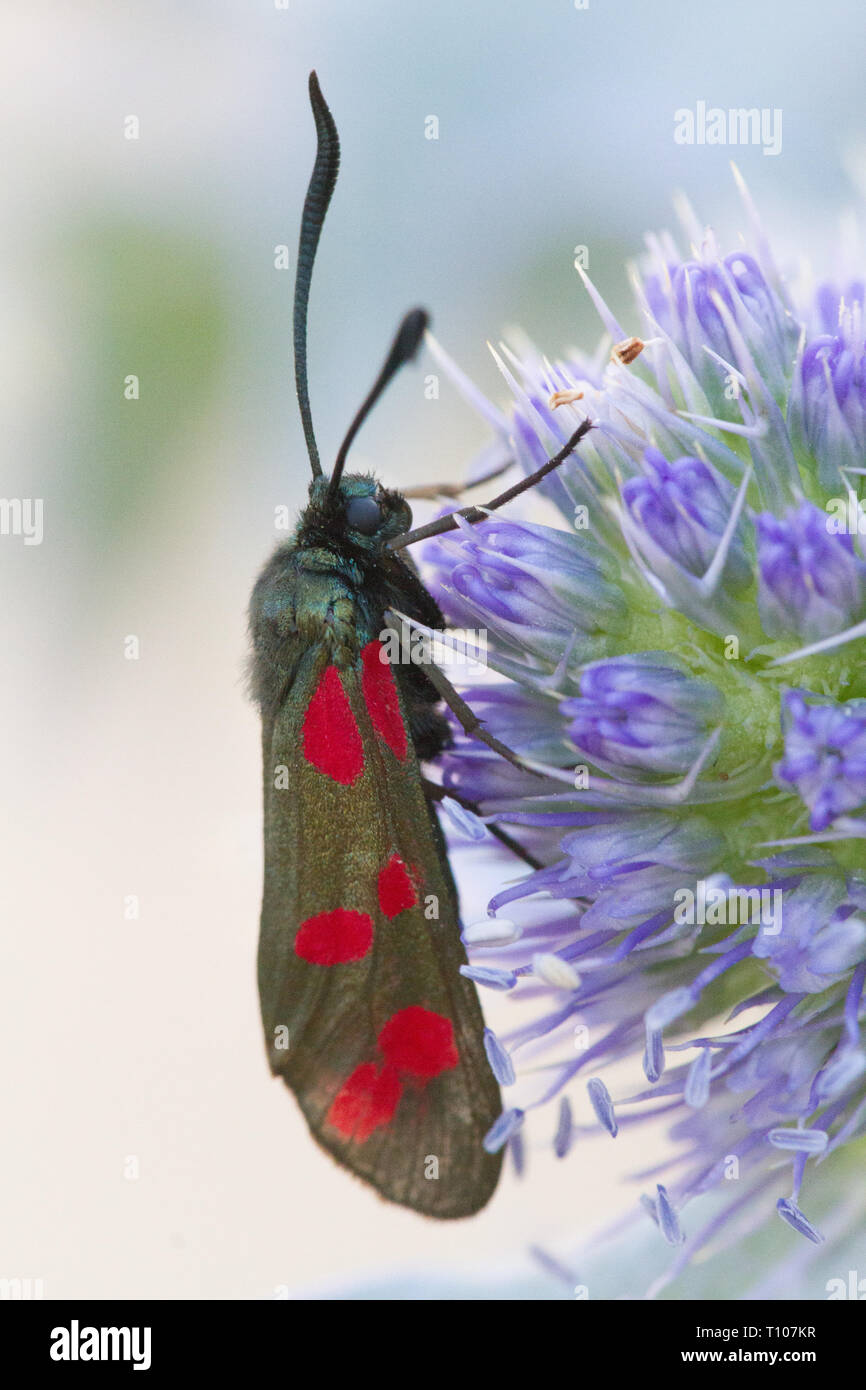 Six spotted Burnet Moth, daytime flying moth on sea Holly Stock Photo ...