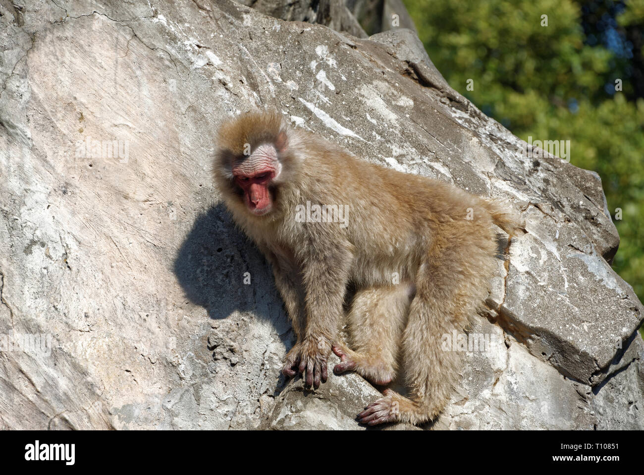Japanese macaque (Macaca fuscata), also known as the snow monkey, is a ...