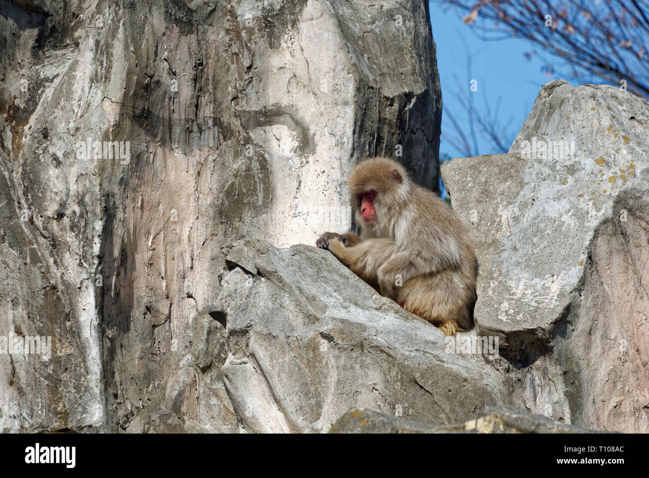 Japanese macaque (Macaca fuscata), also known as the snow monkey, is a ...