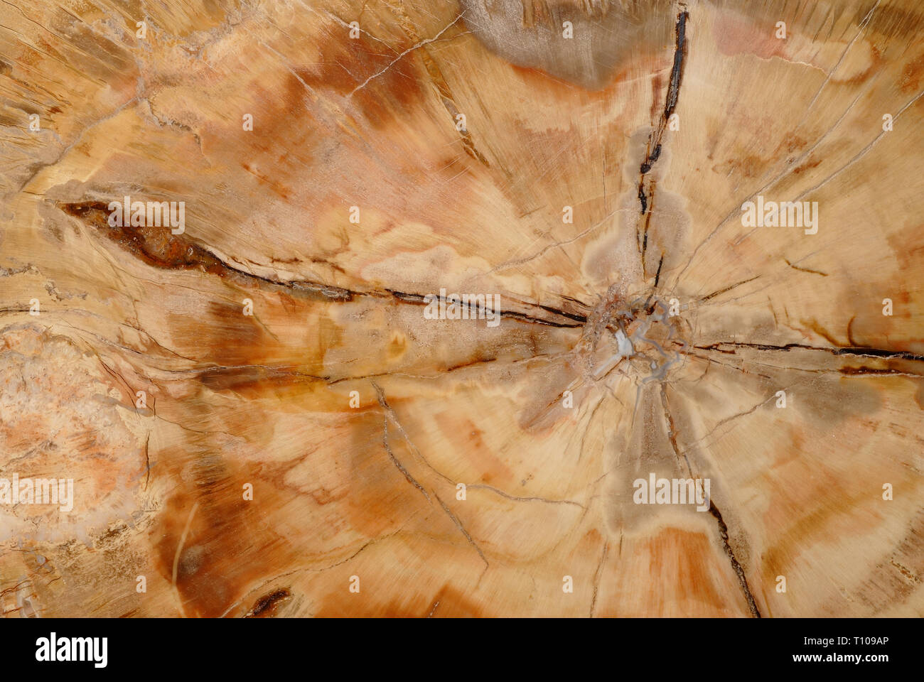 Natural background, cross section through fossilized wood Stock Photo ...