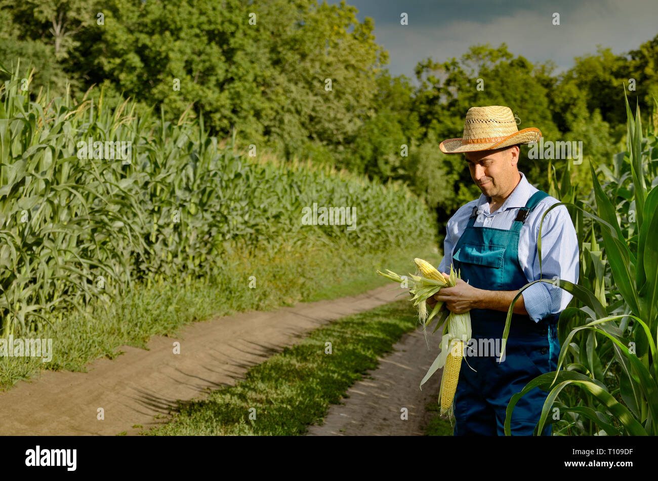 Middle age Farmer inspecting maize at field Stock Photo - Alamy