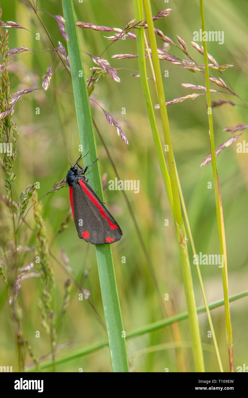Cinnabar moth (Tyria jacobaeae) in long grass Stock Photo - Alamy