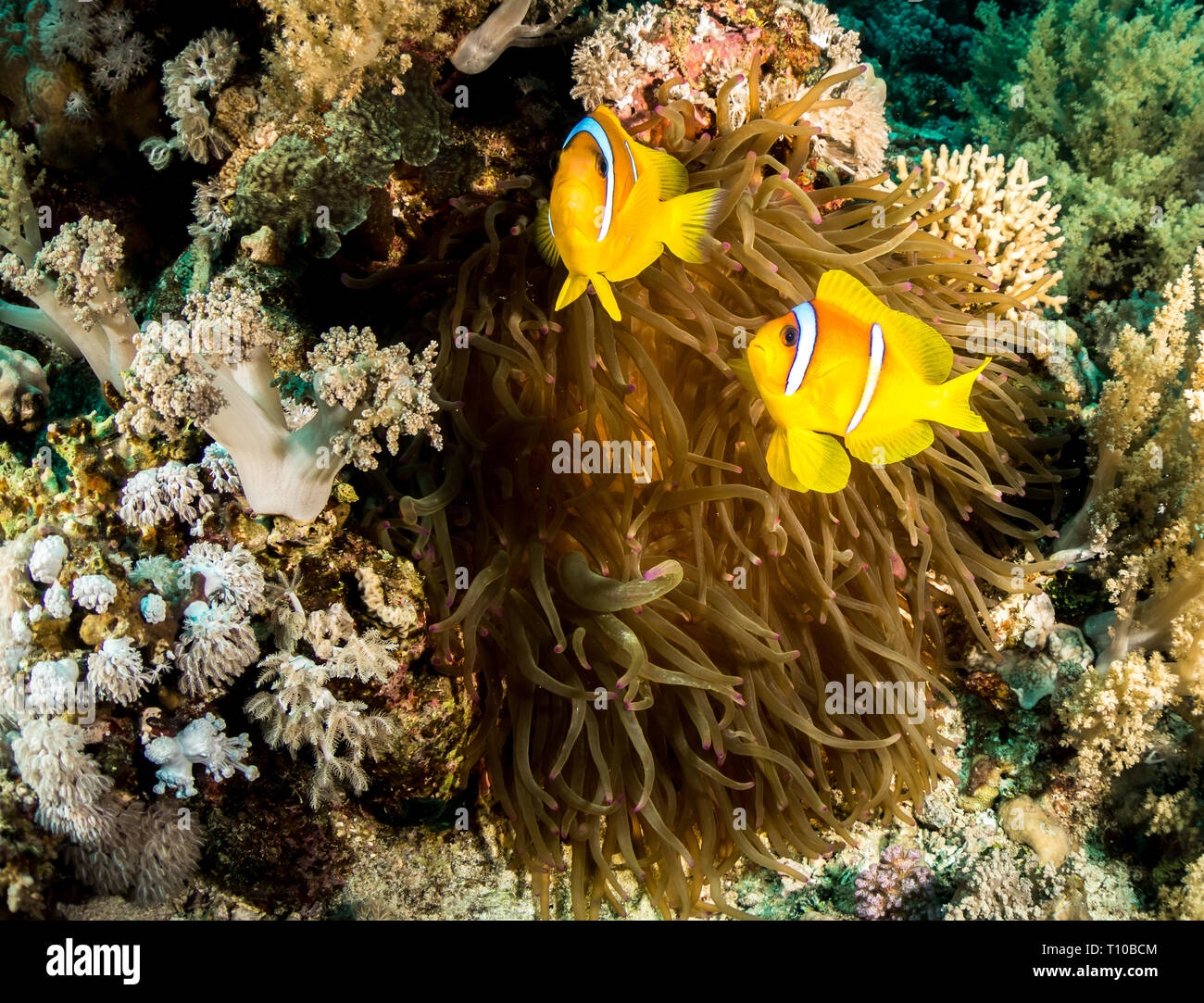 red sea anemone fish egypt Stock Photo - Alamy