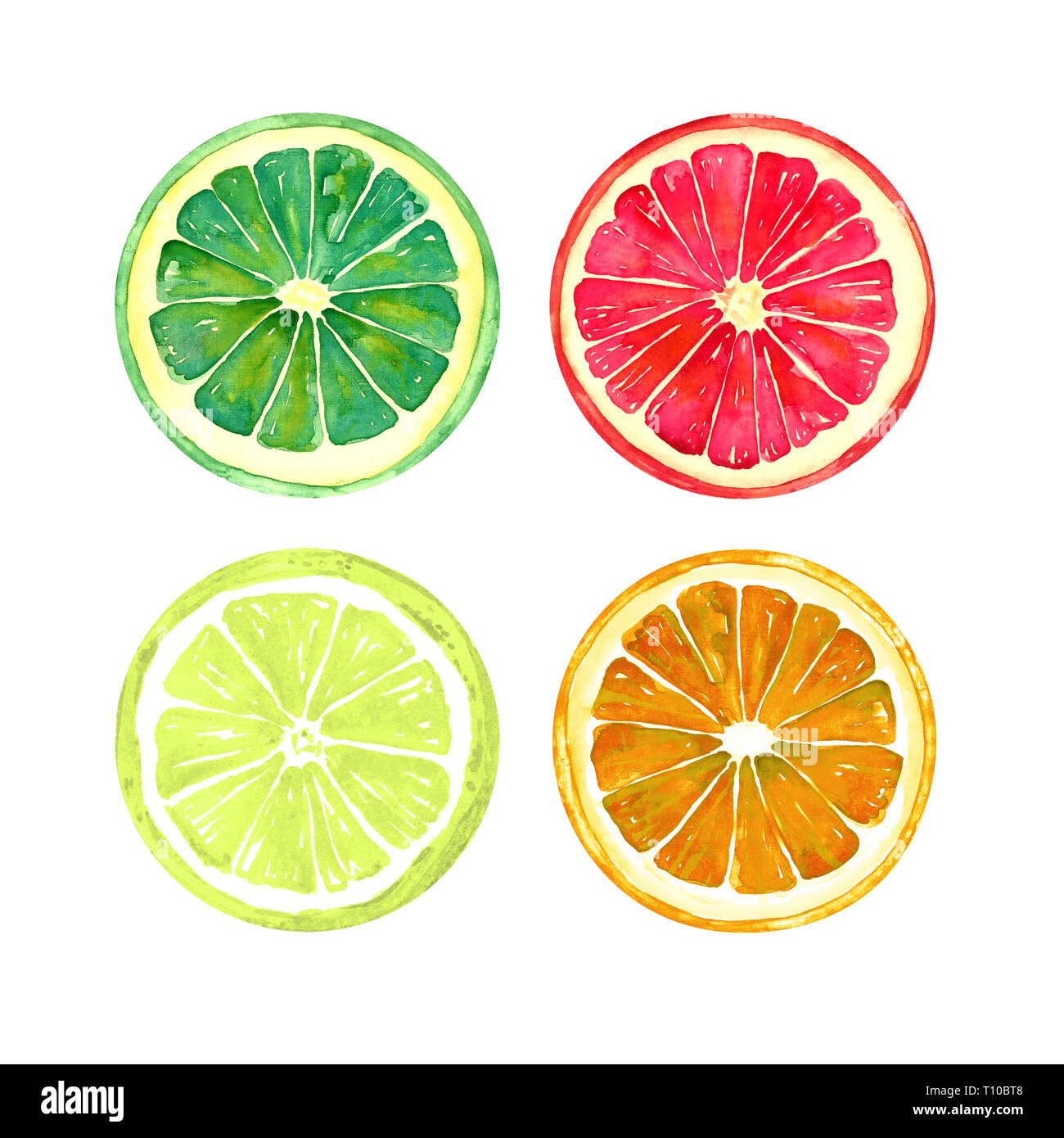 Grapefruit, orange, lime and lemon slices collection, hand painted watercolor illustration ...