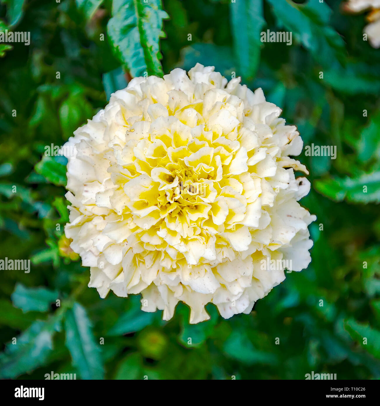 A single white and yellow carnation flower against a leafy green ...