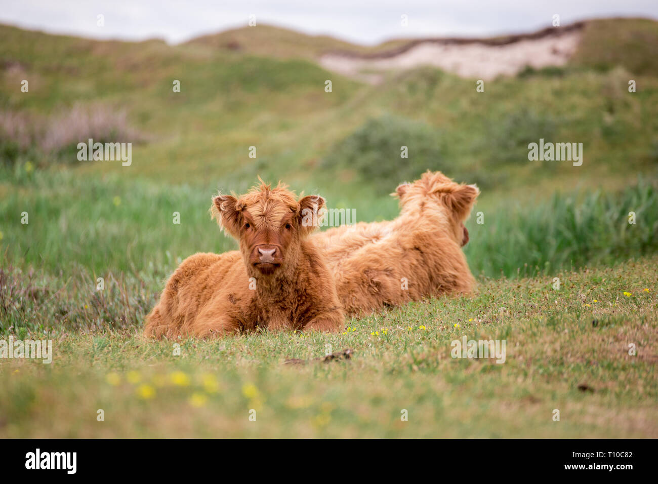 Dutch wildlife on the Island Texel in the North Sea Stock Photo - Alamy