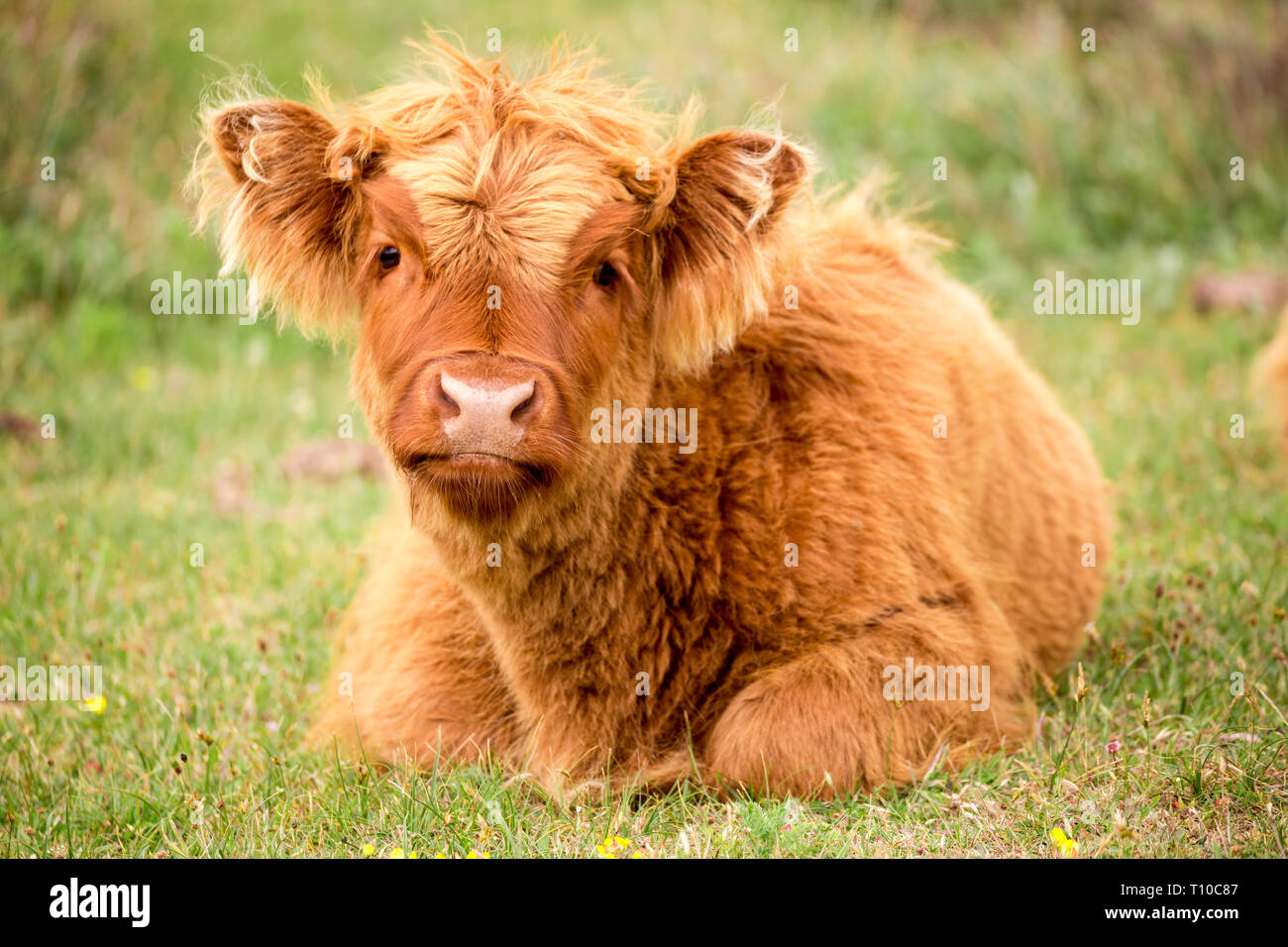 Dutch wildlife on the Island Texel in the North Sea Stock Photo - Alamy