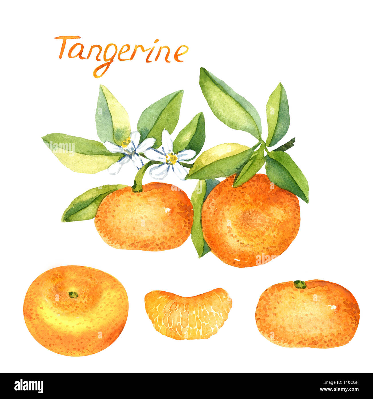 Tangerine branches with fruits and white flowers, whole fruits and half ...