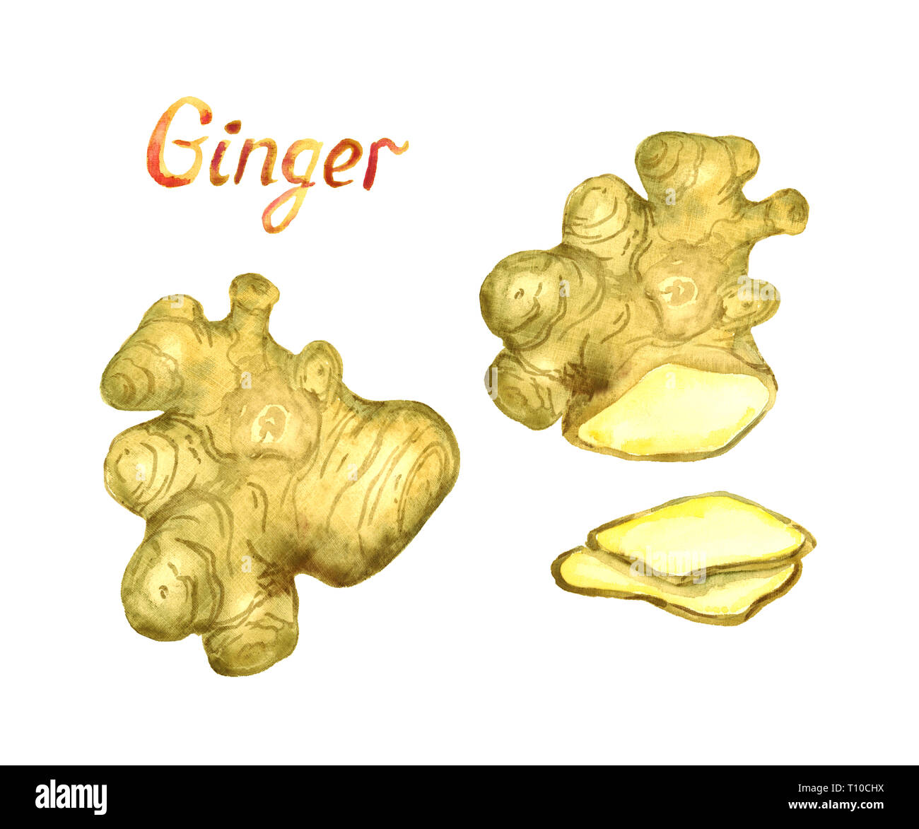 Ginger illustration Cut Out Stock Images & Pictures - Alamy