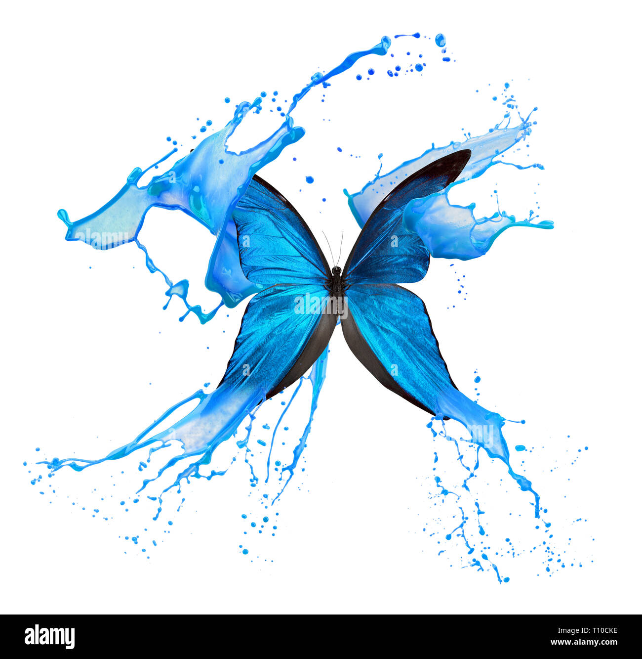 Blue wave butterfly Cut Out Stock Images & Pictures - Alamy