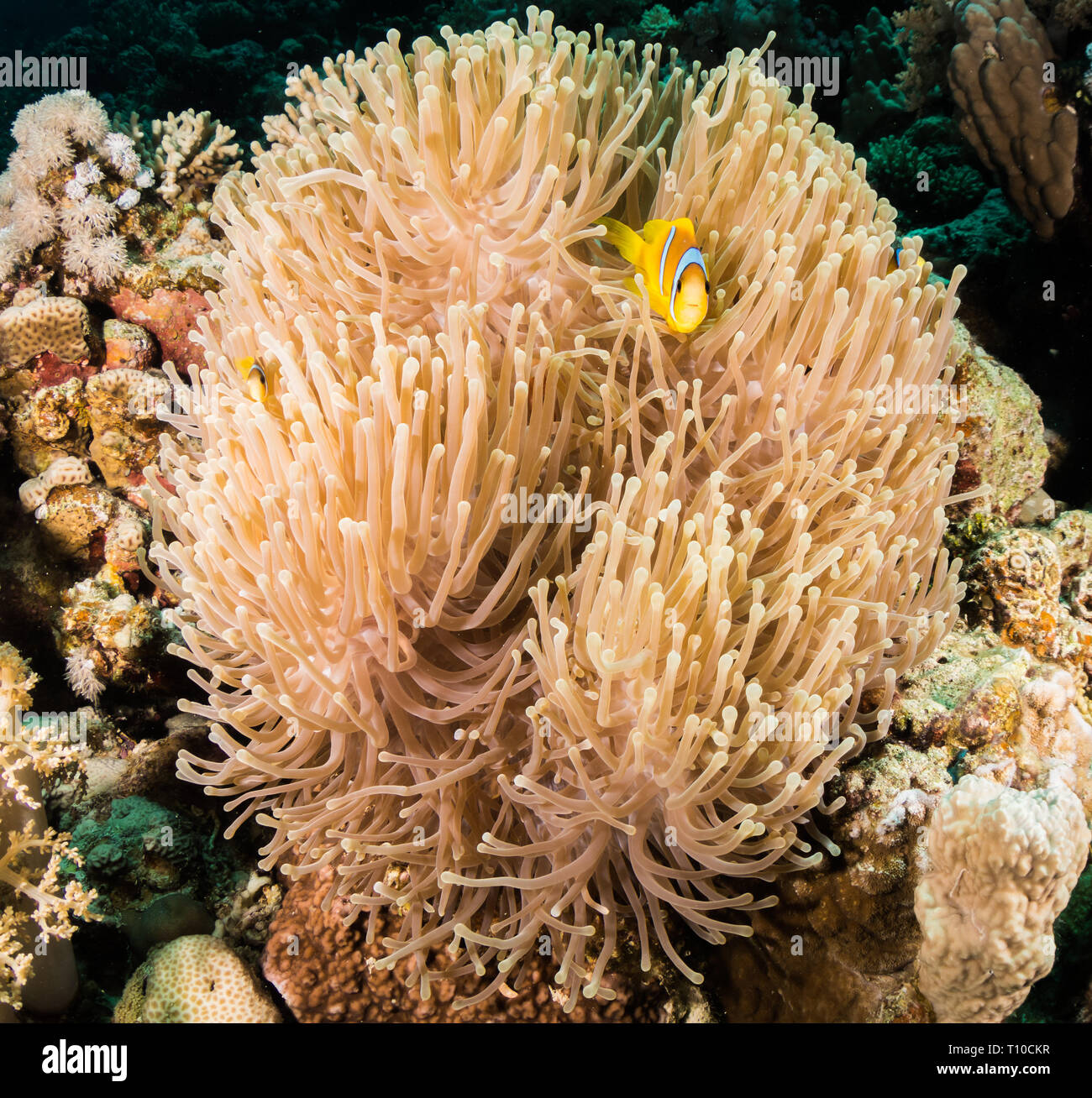 red sea anemone fish egypt Stock Photo - Alamy