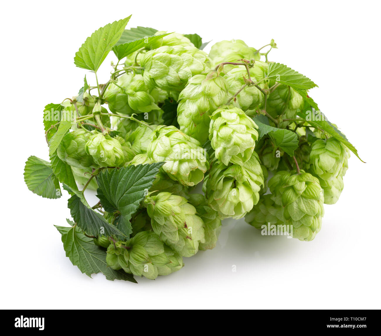 green hops isolated on a white background Stock Photo - Alamy
