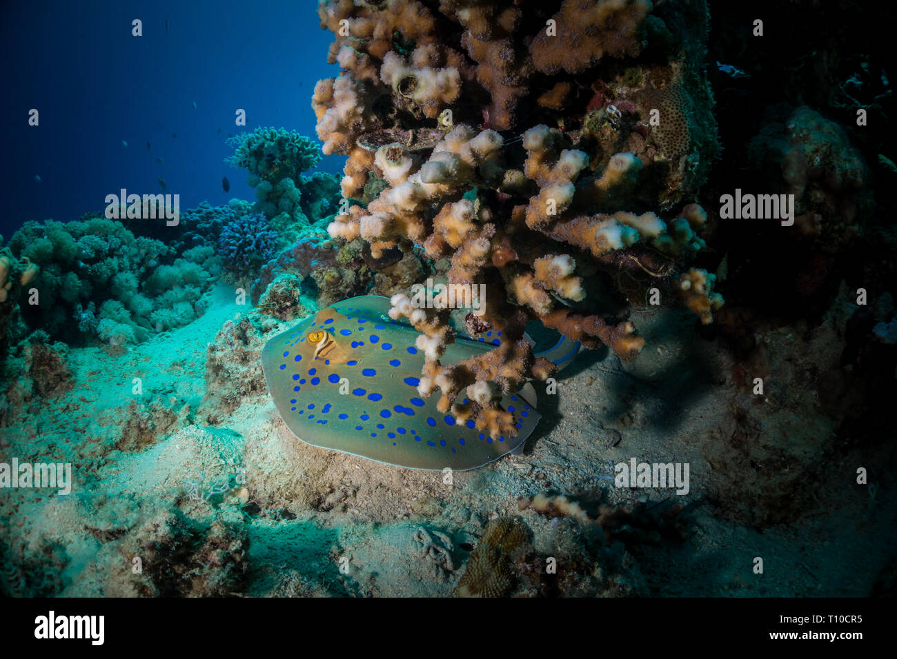 Bluepointed stingray in the red sea the egypt Stock Photo - Alamy