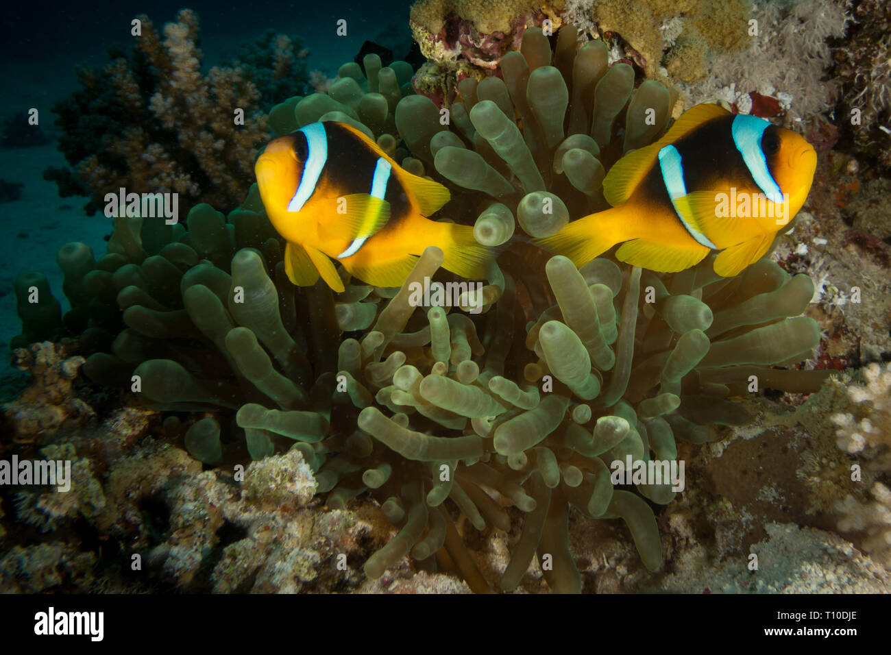 red sea anemone fish egypt Stock Photo - Alamy