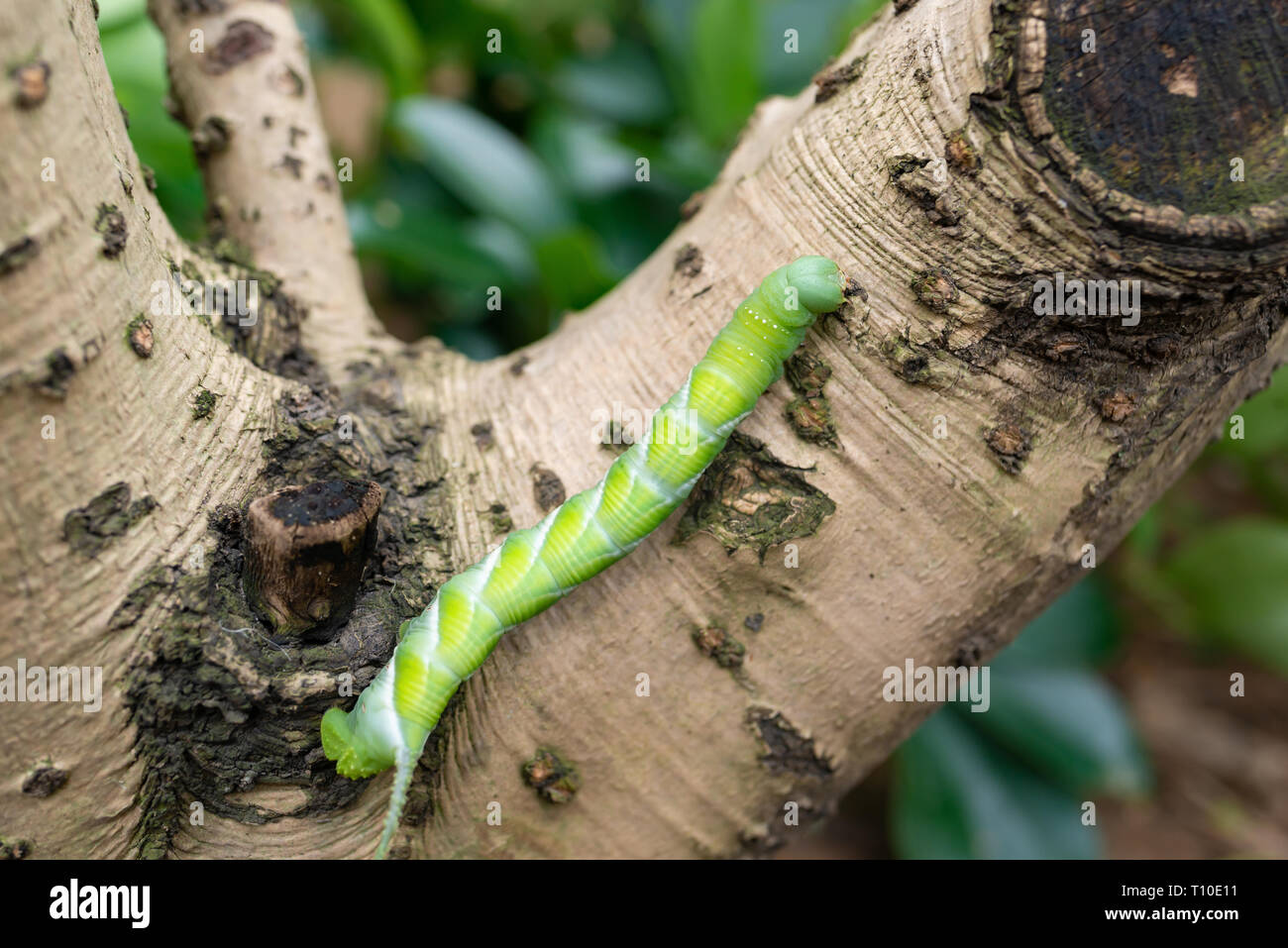 green worm on a tree Stock Photo - Alamy