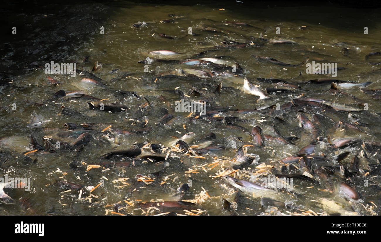 Fish in the river Chao Praya in Bangkok Stock Photo - Alamy