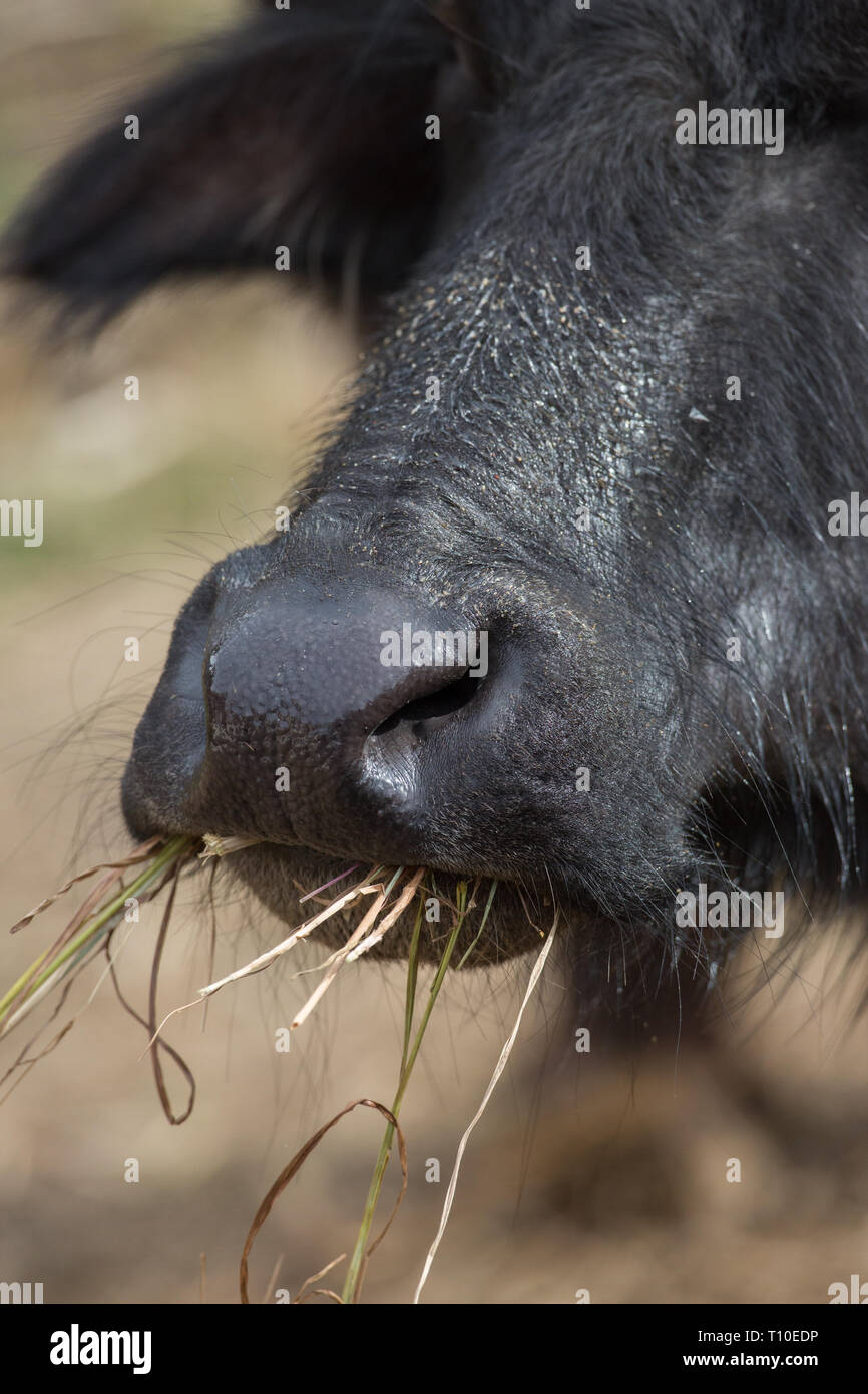 Close up muzzle hi-res stock photography and images - Alamy