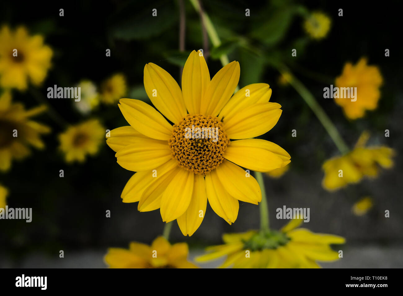 Flower from top hi-res stock photography and images - Alamy