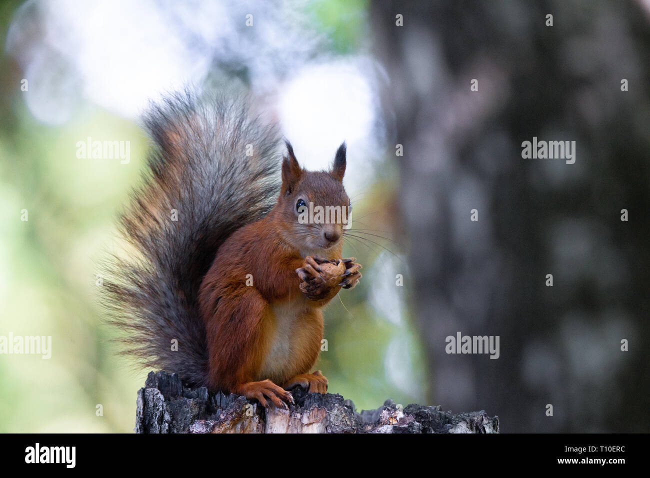 squirrel with a nut sitting on a tree branch Stock Photo - Alamy