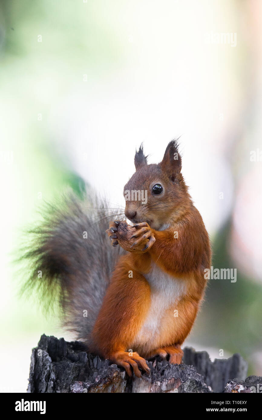 squirrel with a nut sitting on a tree branch Stock Photo - Alamy