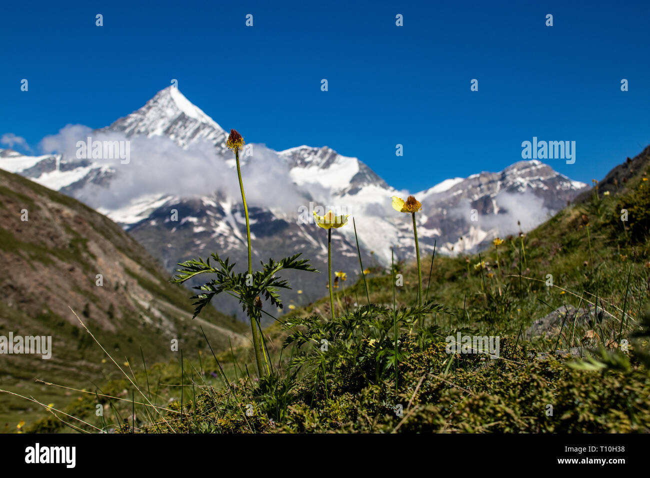 flowers in the alps with mountain background Stock Photo - Alamy