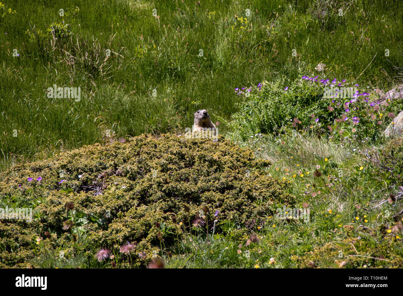 marmot with flowers and grass in the alps Stock Photo - Alamy