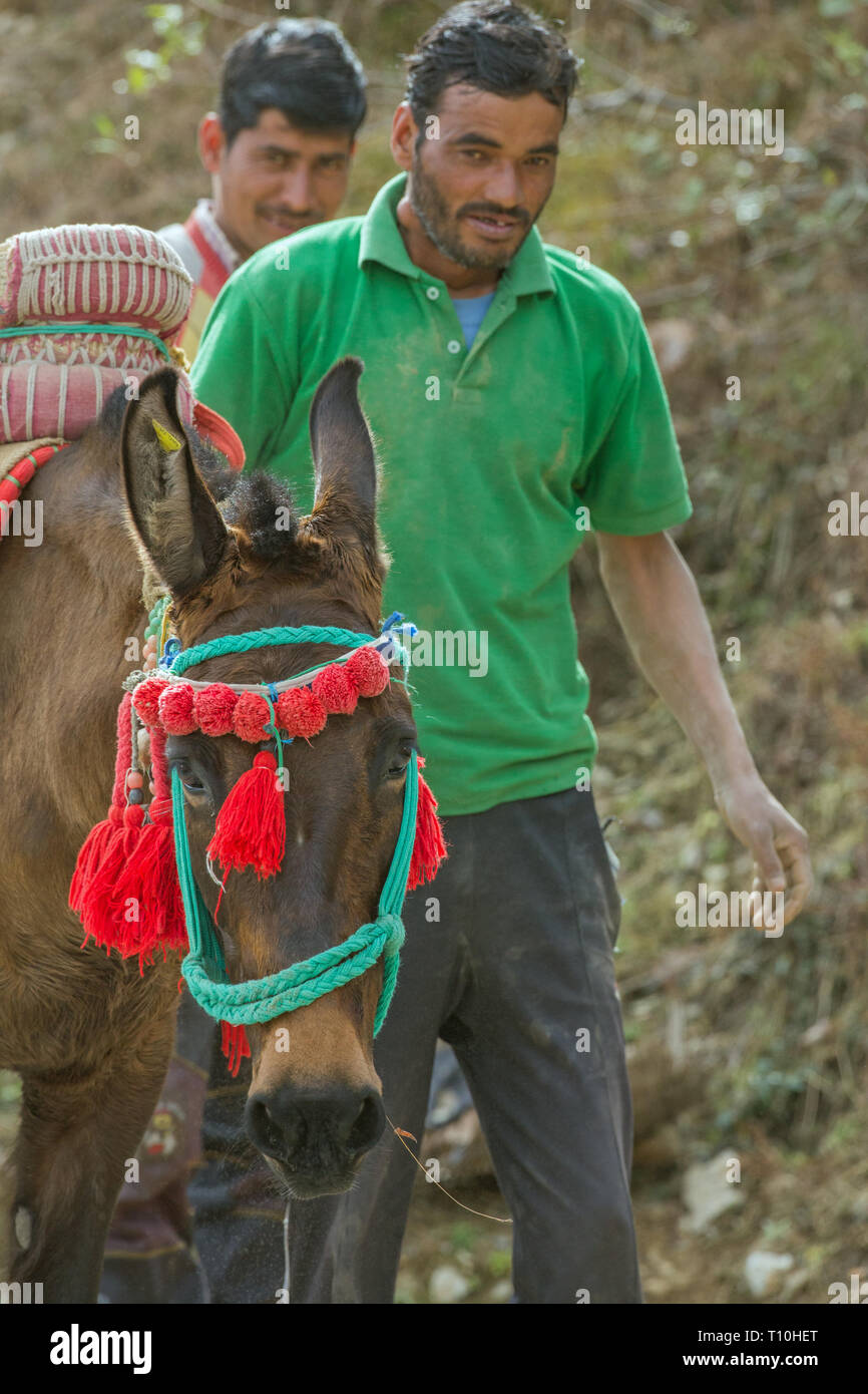 Cross breeding a horse and a donkey hi-res stock photography and images ...