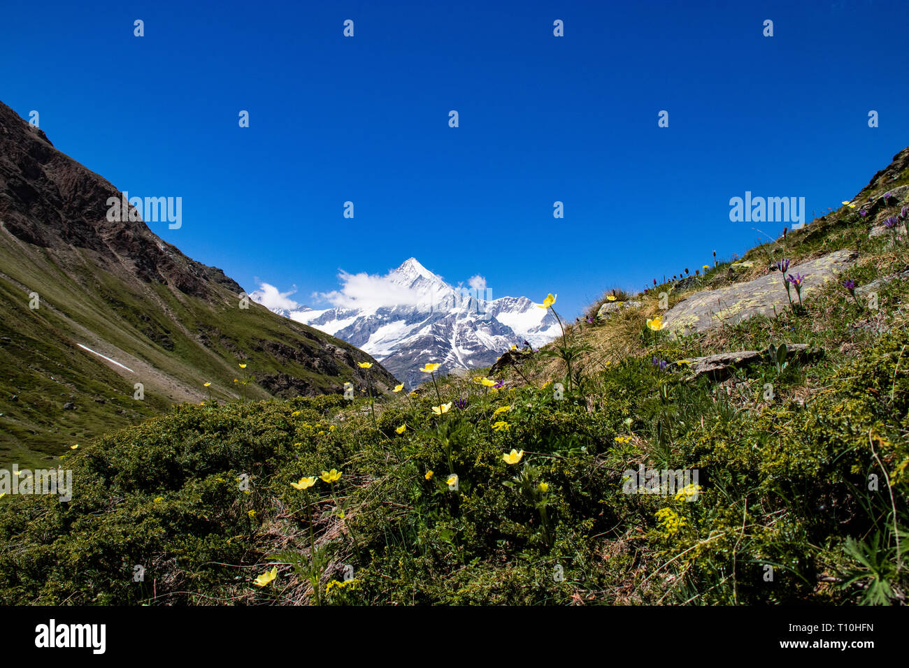 flowers in the alps with mountain background Stock Photo - Alamy