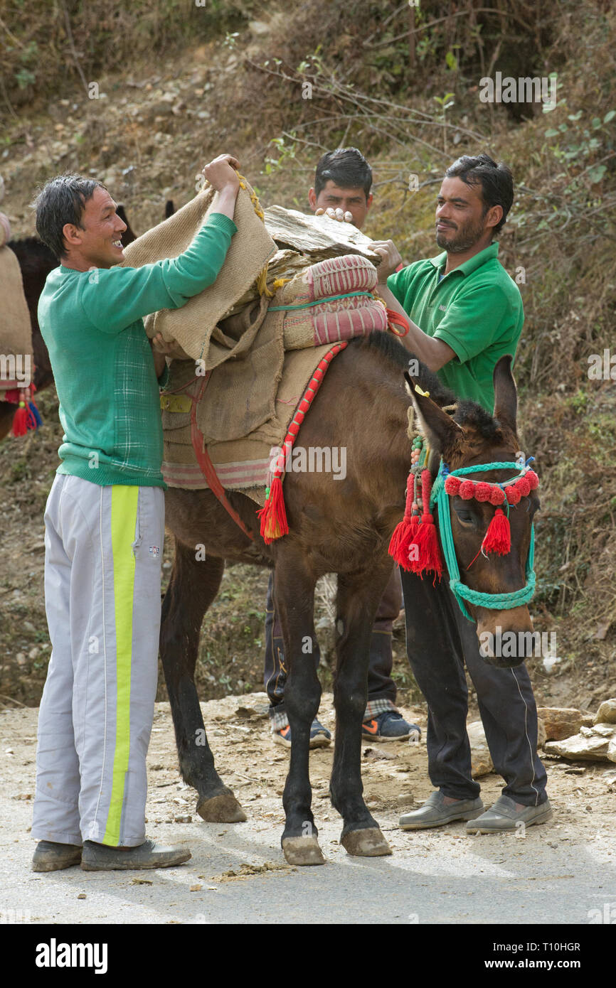 Mule, the result of cross-breeding between a horse (Equus caballus ...