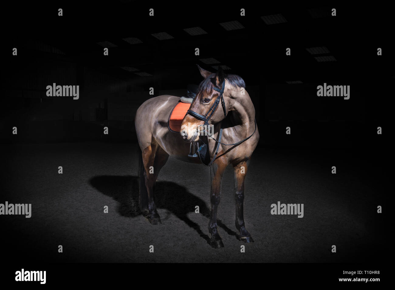 Horse in a sand school Stock Photo - Alamy