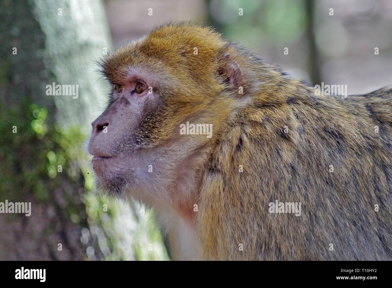 portrait monkey red Stock Photo - Alamy