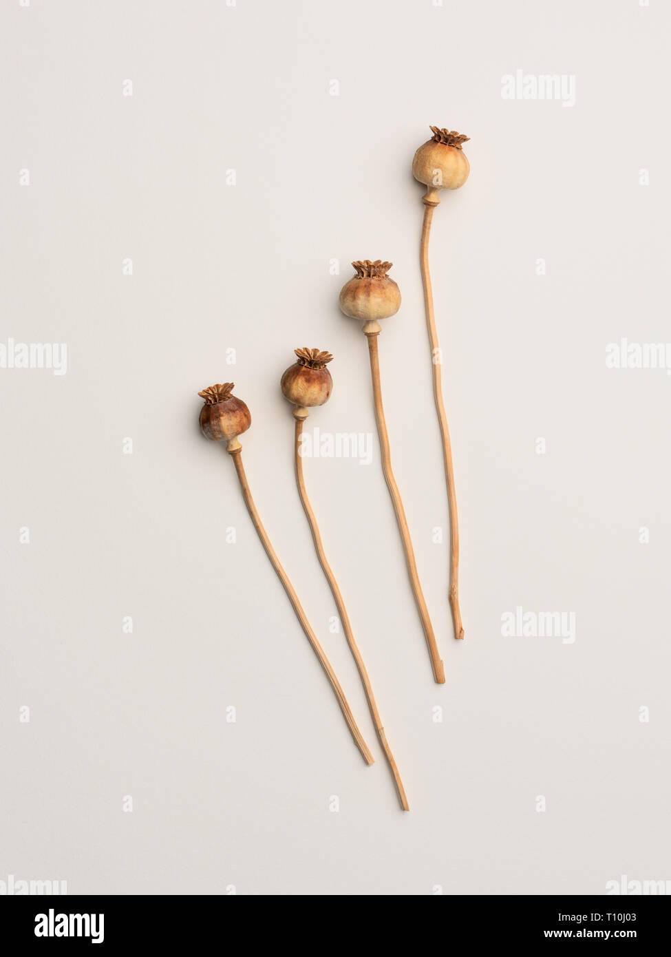 Poppy plants hi-res stock photography and images - Alamy