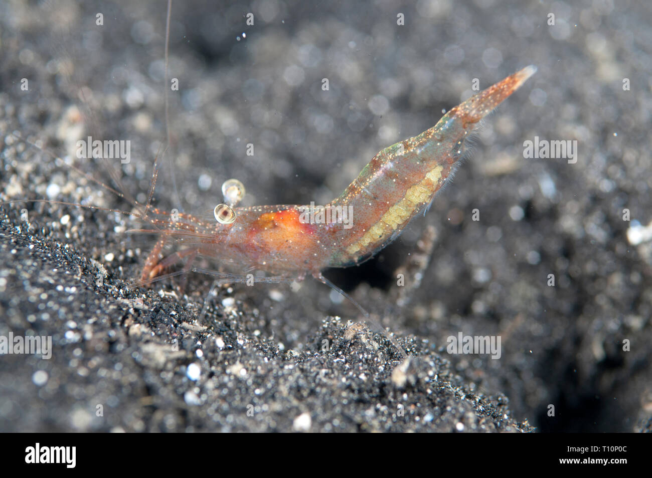 Rock Shrimp High Resolution Stock Photography and Images - Alamy