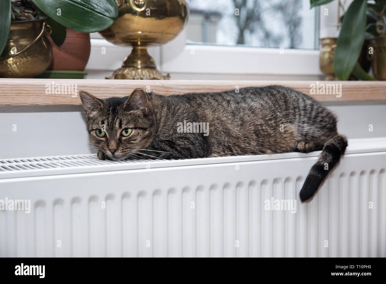 cat on the radiator, a tiger (tabby) cat relaxing on a warm radiator ...