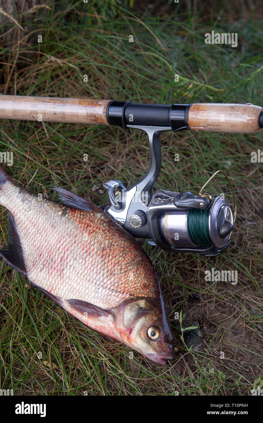 Good catch. Just taken from the water big freshwater common bream known ...
