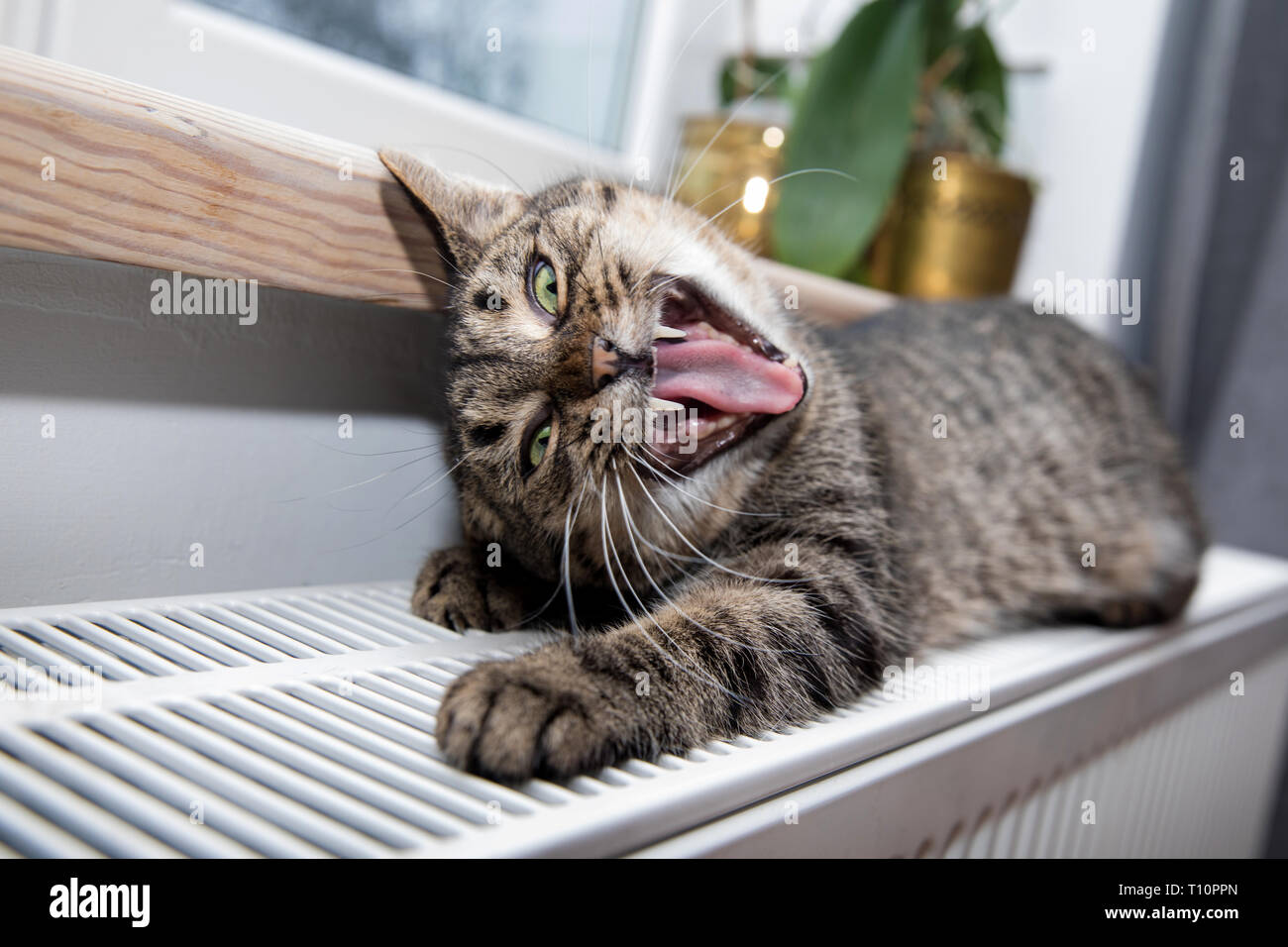 cat on the radiator, a tiger (tabby) cat relaxing on a warm radiator ...