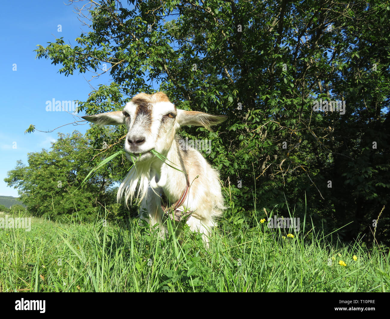 Goat eating hi-res stock photography and images - Alamy