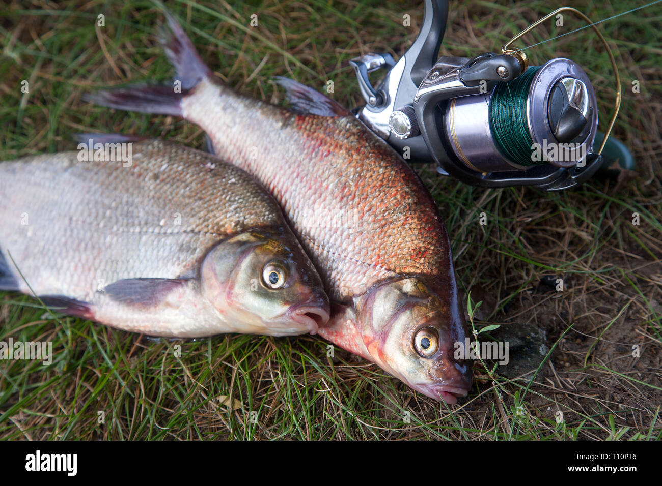 Good catch. Close up view of just taken from the water big freshwater ...