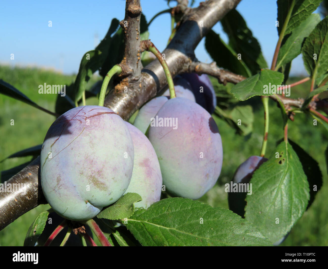Plums Growing Tree High Resolution Stock Photography and Images - Alamy
