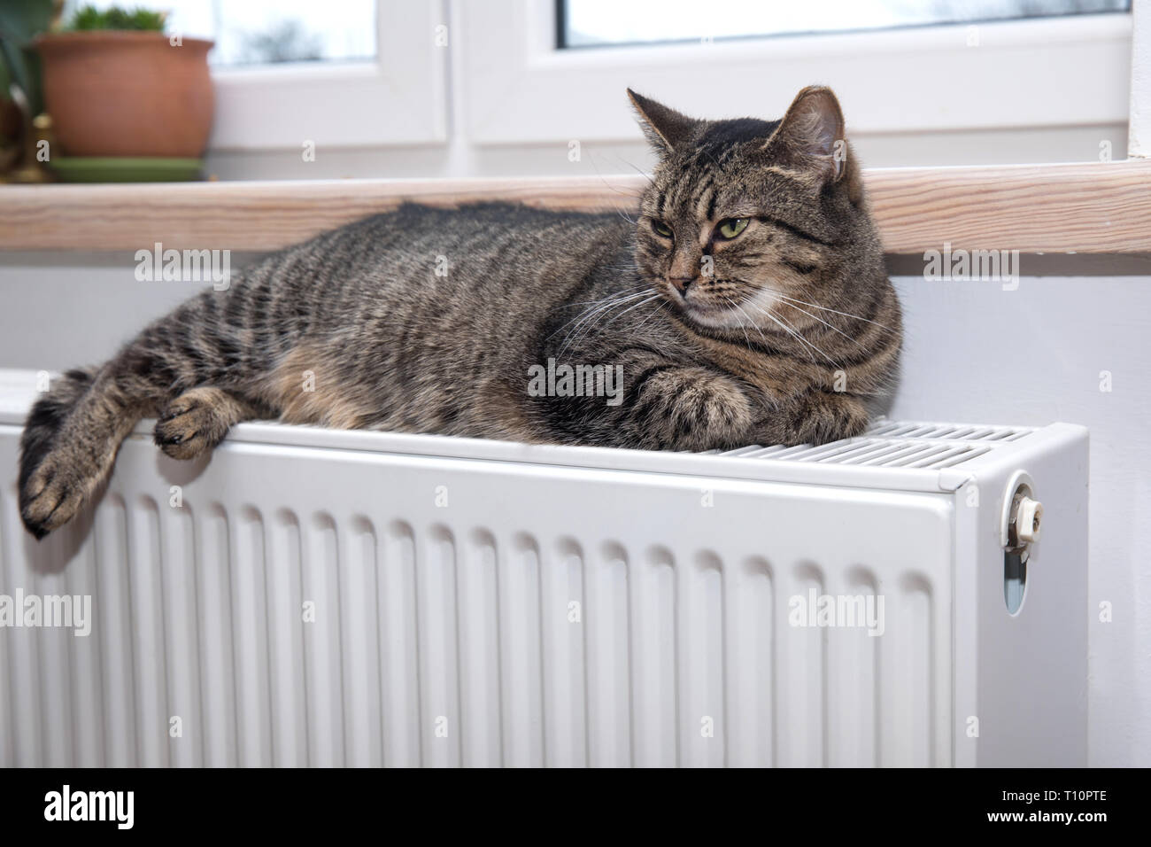 cat on the radiator, a tiger (tabby) cat relaxing on a warm radiator ...