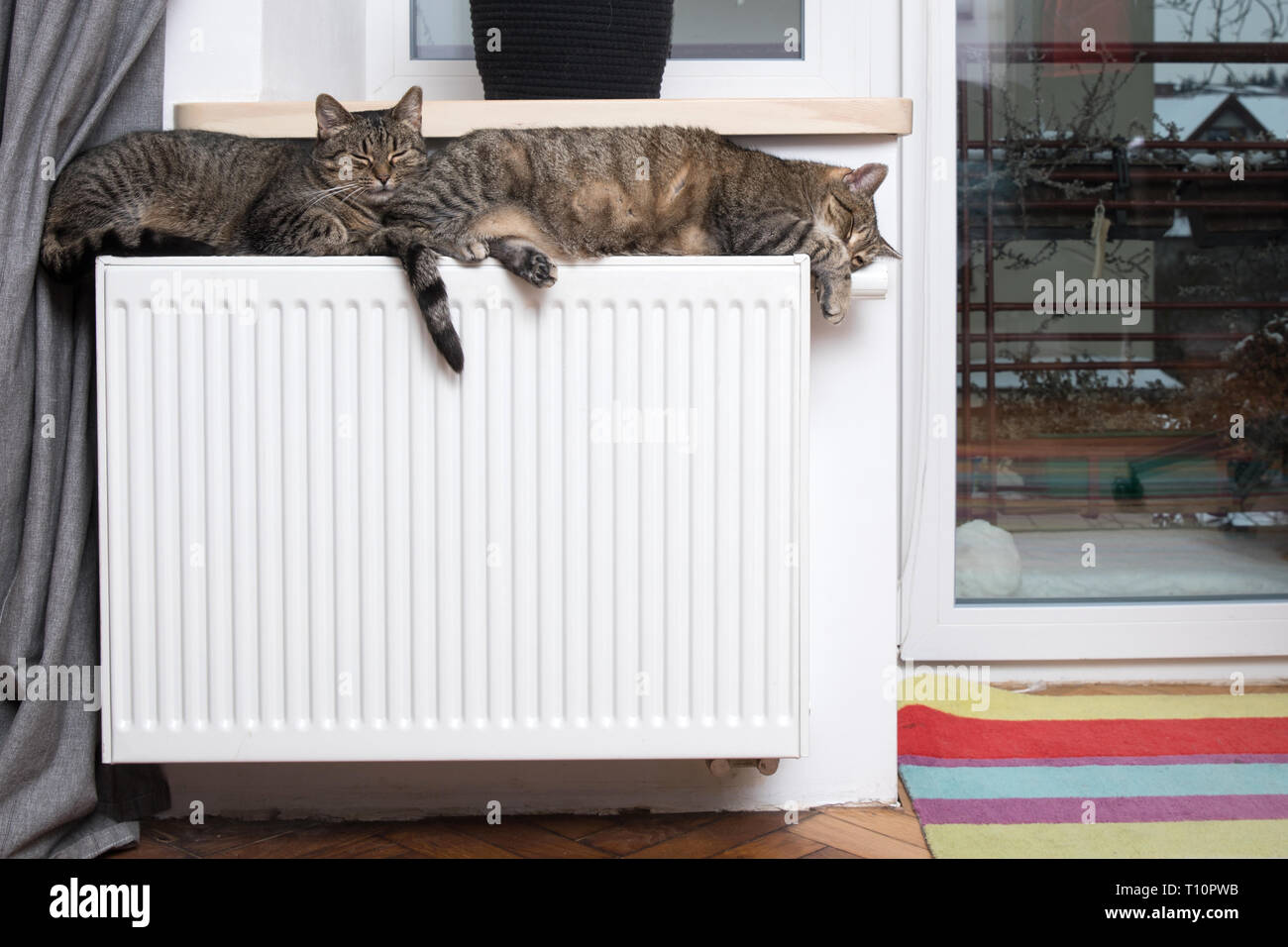 cat on the radiator, a tiger (tabby) cat relaxing on a warm radiator ...