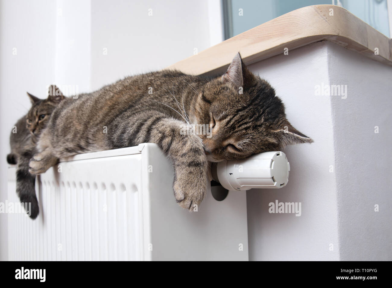 cat on the radiator, a tiger (tabby) cat relaxing on a warm radiator ...